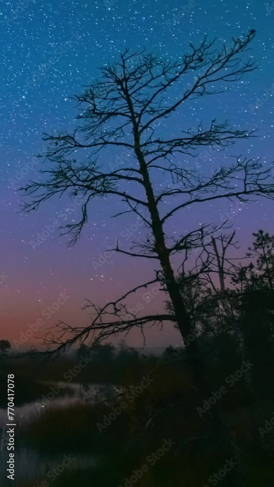 Yelnya Swamp Nature Landscape. Night Starry Sky Milky Way Galaxy With ...