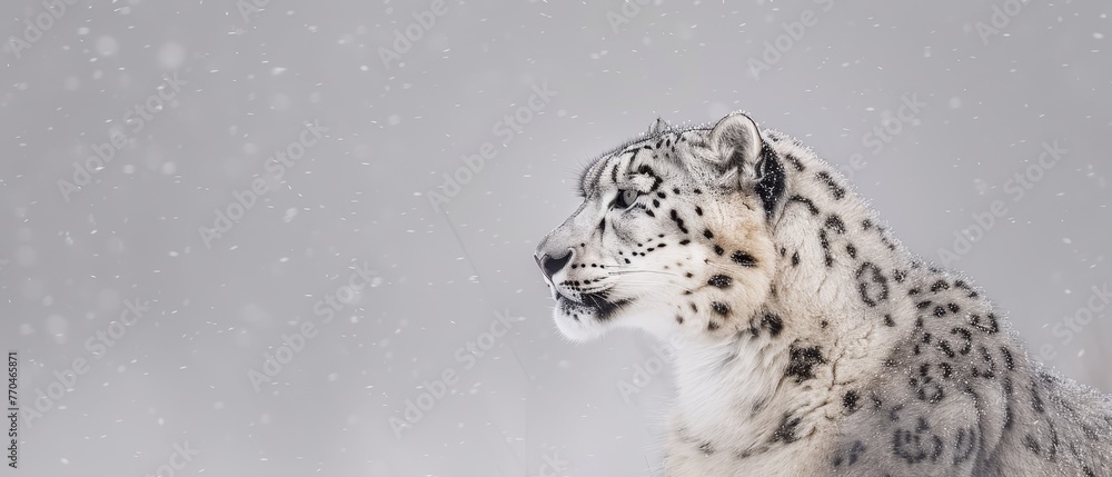 Snow leopard on snow with head turned sideways, eyes closed Stock ...