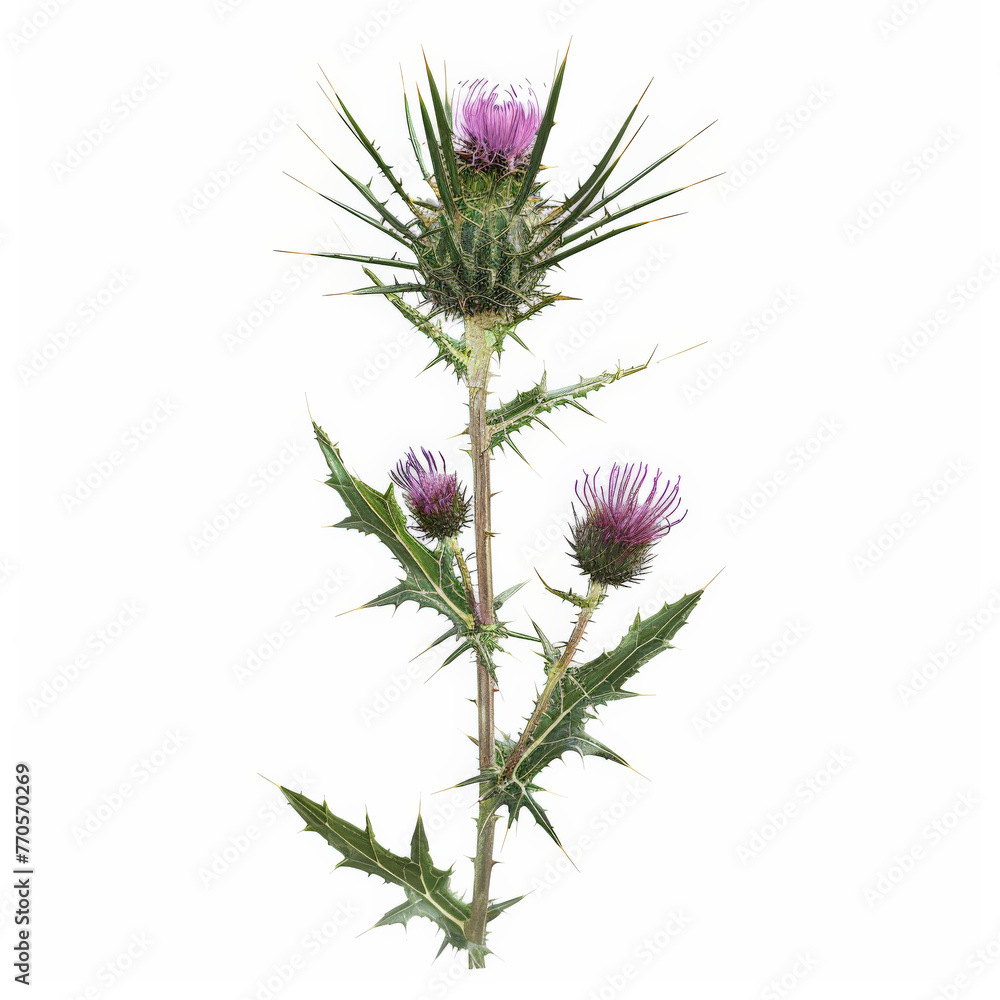 flower, thistle, purple, plant, nature, bloom, blossom, flora, wild ...