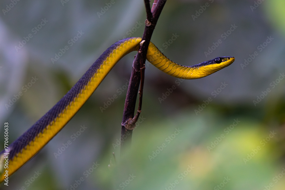 Common tree snake in Daintree National Park, Queensland, Australia ...