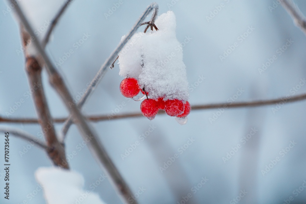 viburnum opulus Highbush Cranberry covered in snow on a winter day with ...