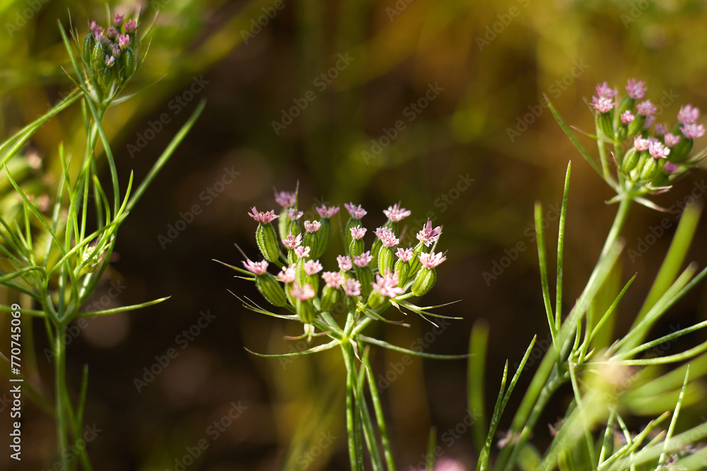 Most popular cumin seeds plant in Egyptian field,unripped cumin crop ...
