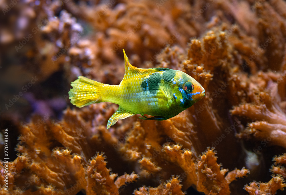 Ram, Blue ram, German blue ram or Ramirez‘s dwarf cichlid ...