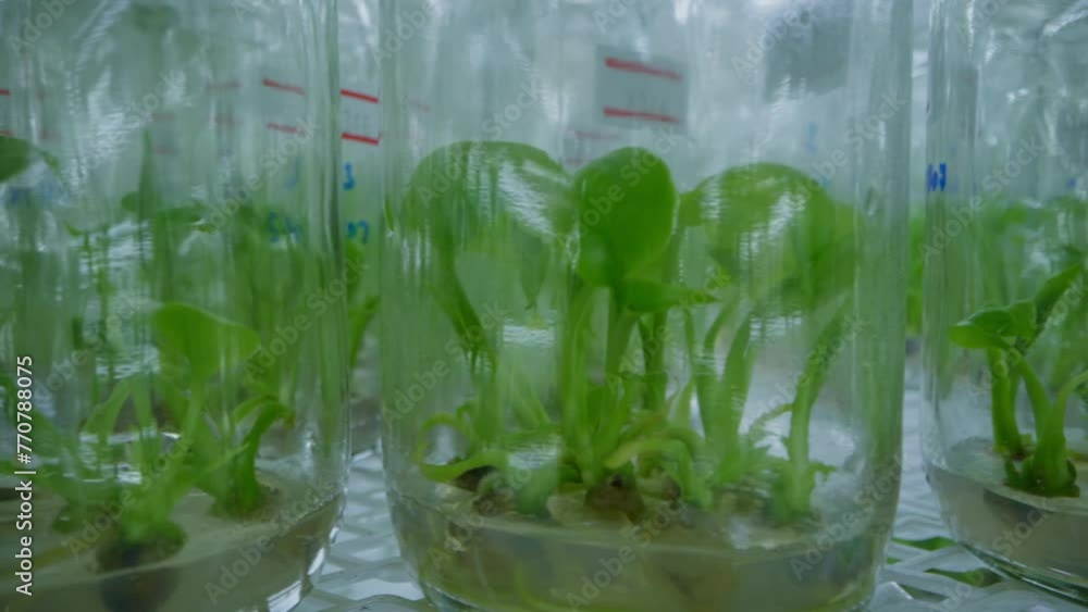 Plant tissue culture use techniques grow plant cells tissues or organs ...