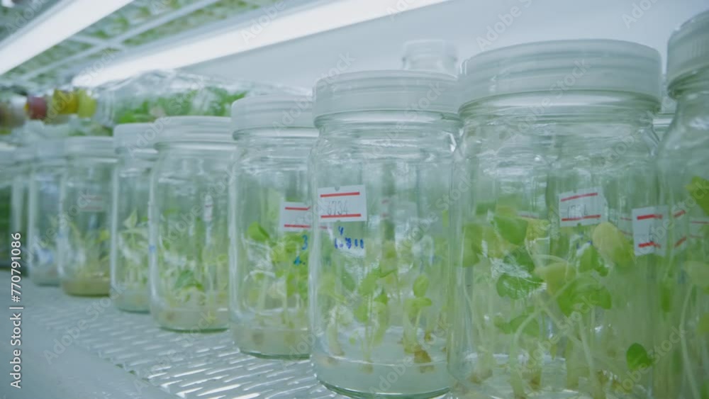 Plant tissue culture use techniques grow plant cells tissues or organs ...