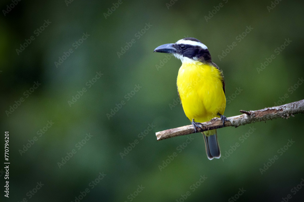 The Boat-billed Flycatcher also know as Neinei perched on the branches ...
