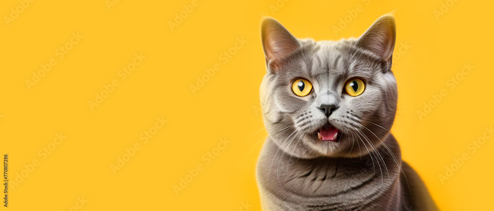 Gray cat with mouth open looking shocked, surprised. Yellow color ...