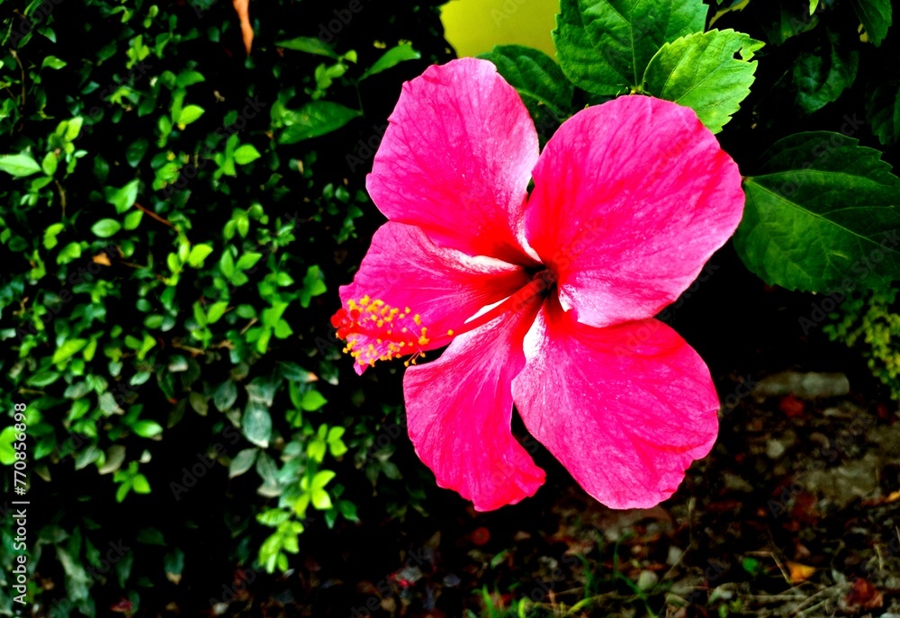 shoeblackplant,hibiscus rosa-sinensis,hibiscus rosa-sinensis flower ...
