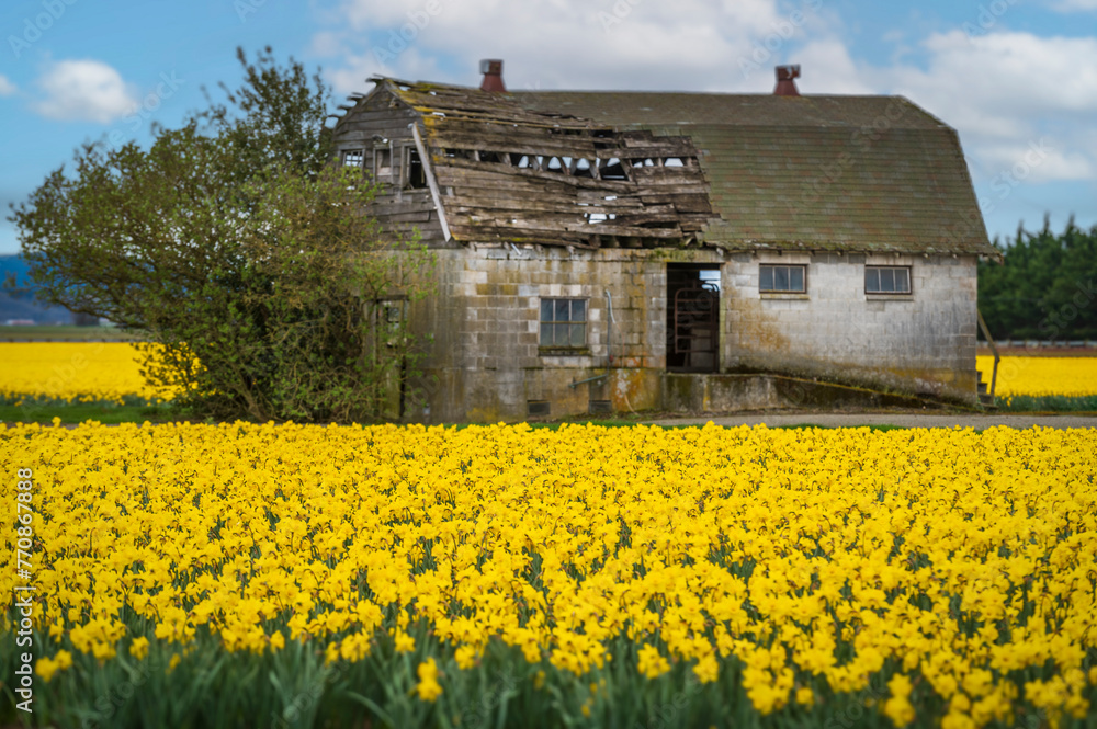 Old wooden barn in the middle of a colorful yellow daffodil field ...