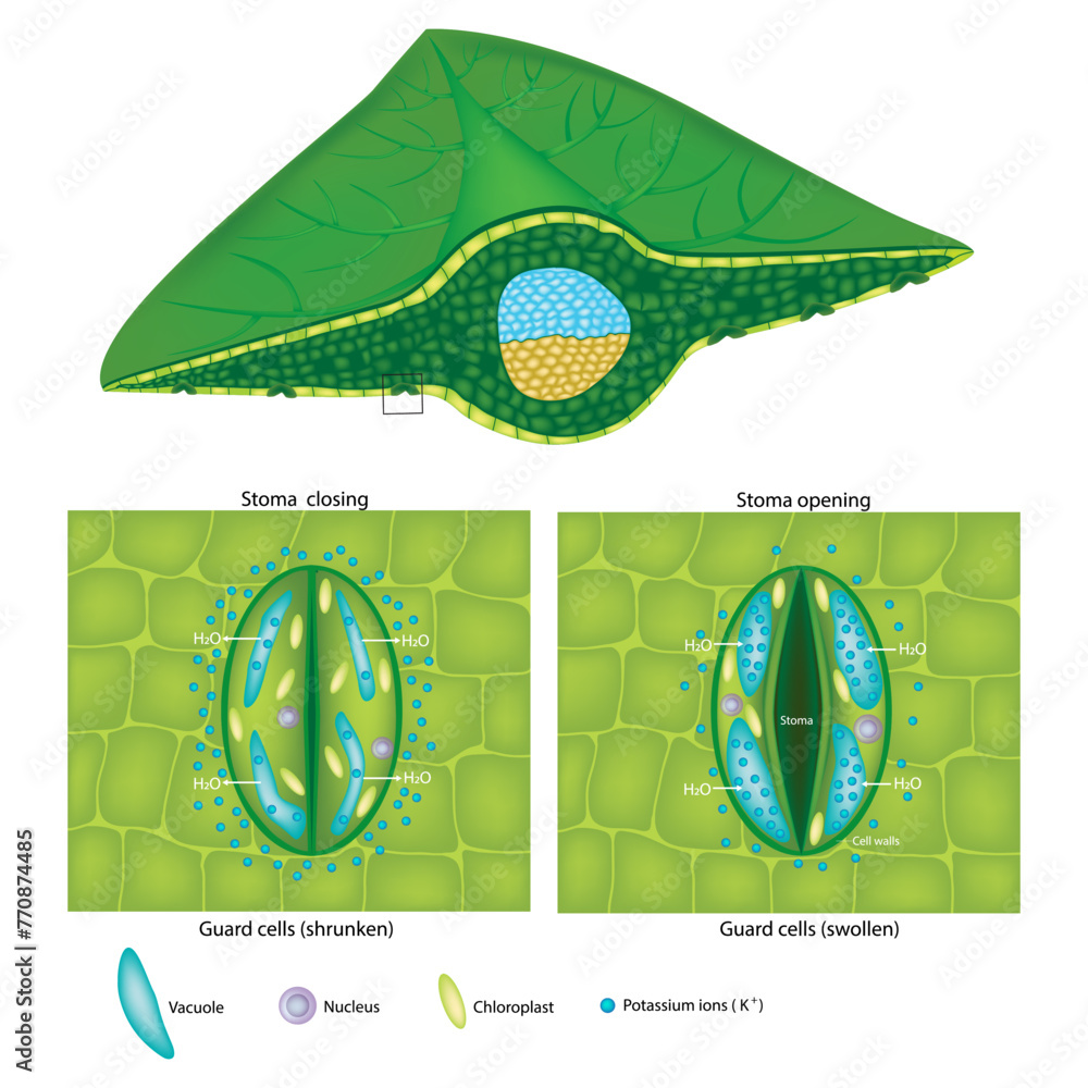 Guard cells swollen and Guard cells shrunken. Stoma closing and Stoma ...