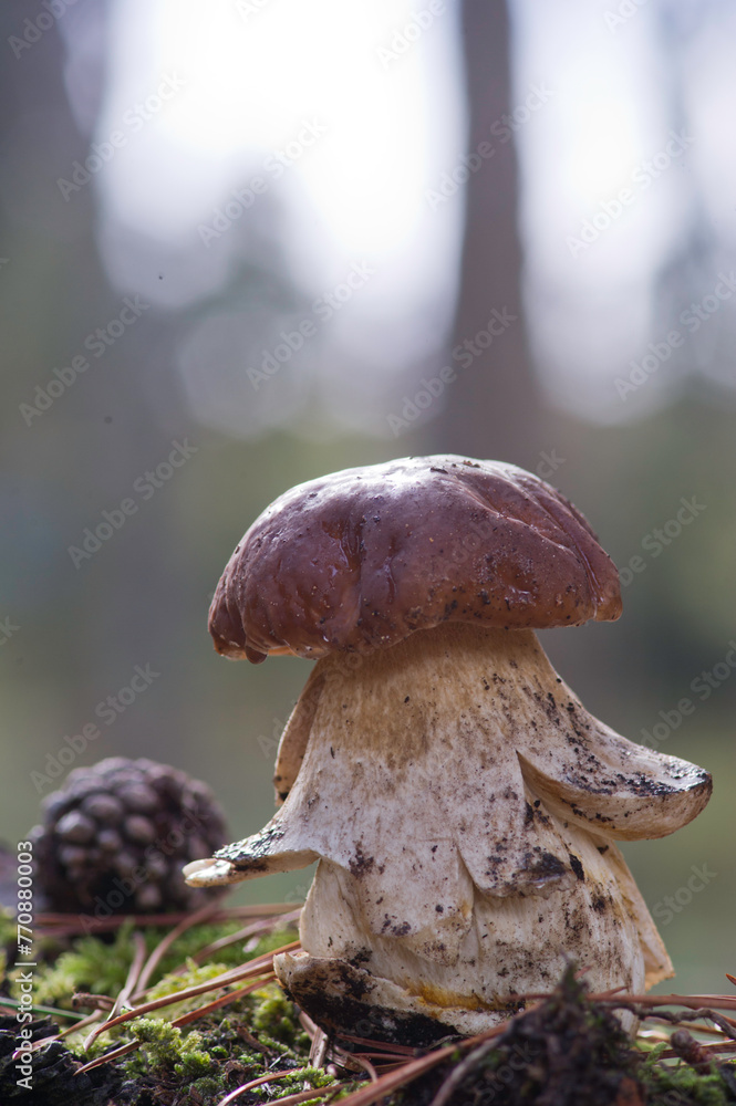 mushroom in the forest, Black or bronze porcino mushroom. Boletus ...