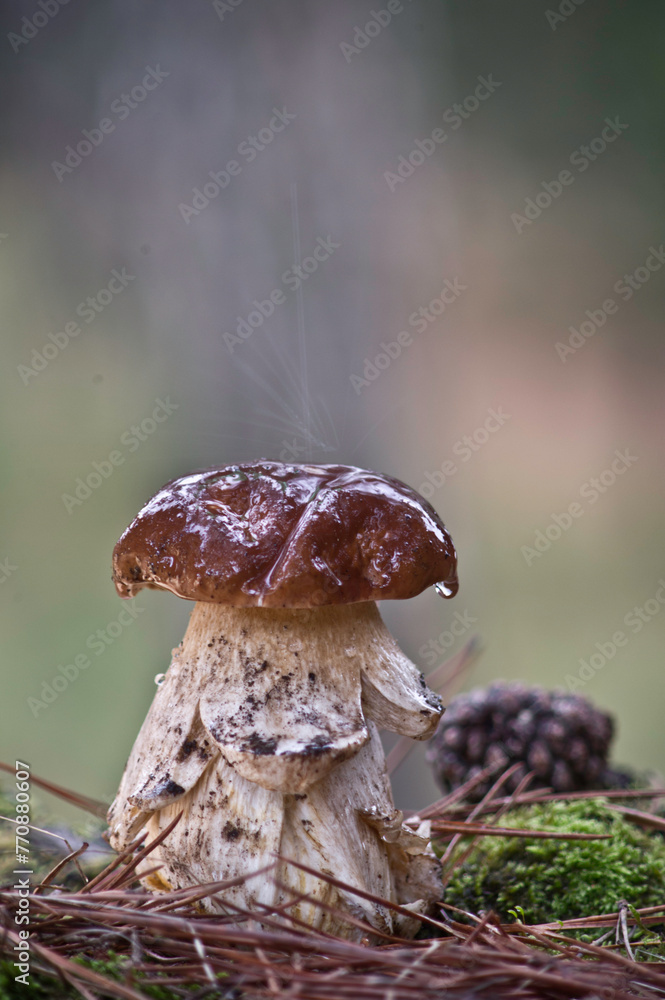 mushroom in the forest, Black or bronze porcino mushroom. Boletus ...
