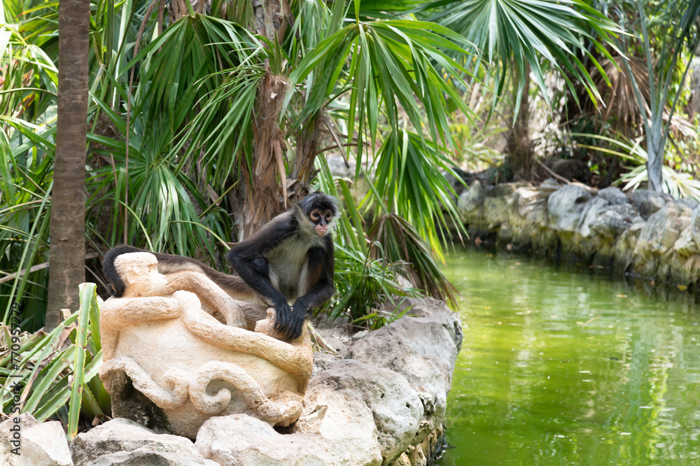 SPIDER MONKEY IN XCARET PARK - PLAYA DEL CARMEN, MEXICO. Stock Photo ...