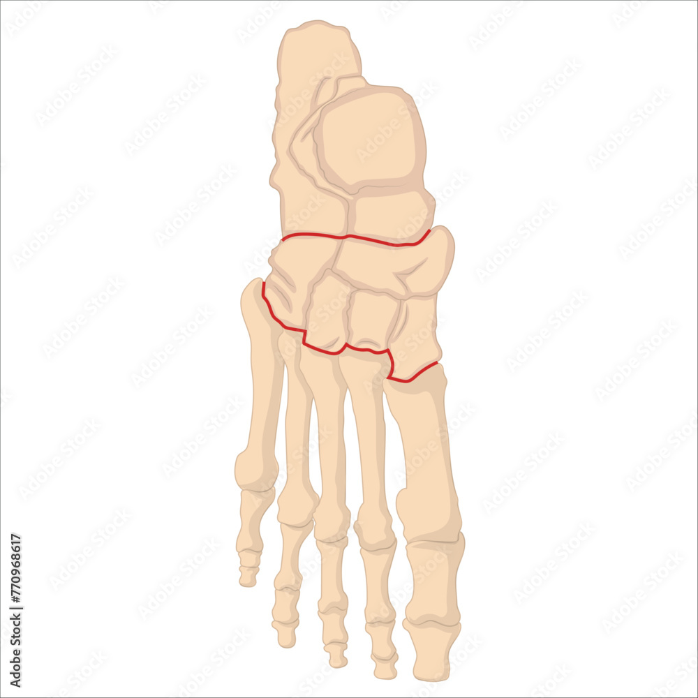 Poster foot and ankle bone anatomy – Wall Art | UkPosters