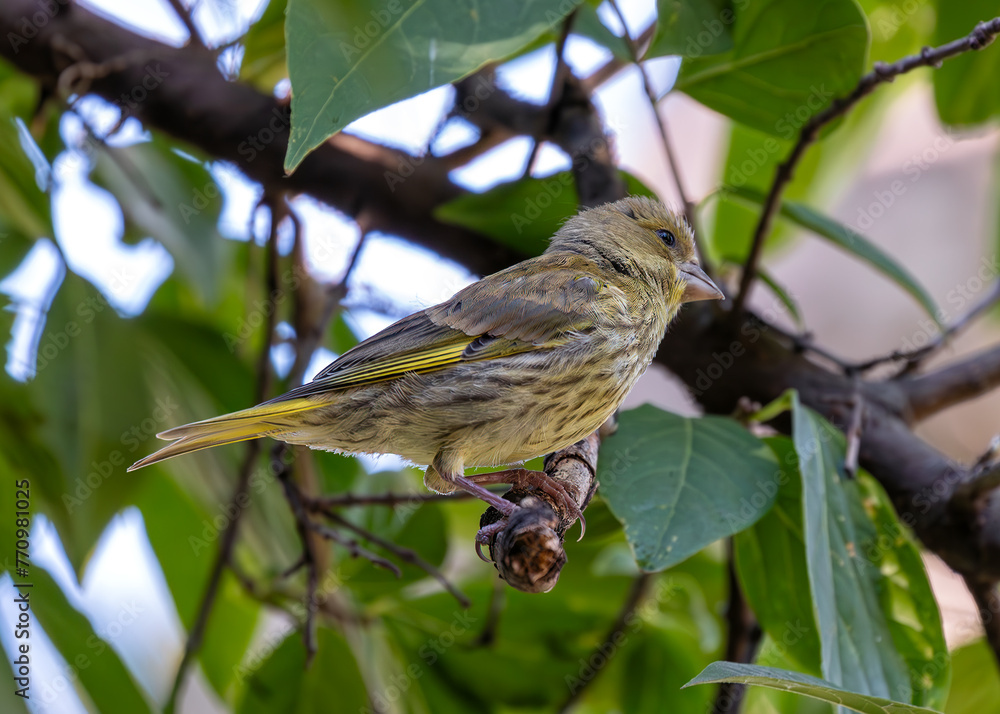 European Greenfinch (Carduelis chloris) - Found throughout Europe and ...