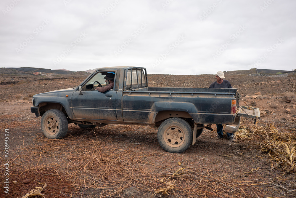 Farmers work lifting the remains of maize plants in a harvested field ...