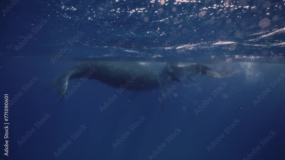 Vidéo Stock Newborn humpback whale cub swims next to mom underwater in ...