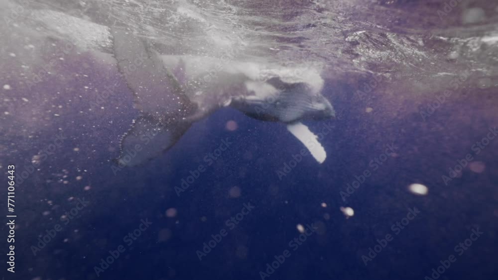 Amazing closeup humpback whale portrait underwater in Pacific Ocean ...