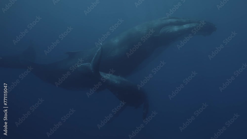 Newborn humpback whale cub swims next to mom underwater in Pacific ...