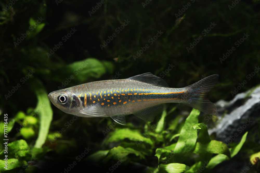 Burmese Danio (Devario species) in tropical aquarium Stock Photo ...