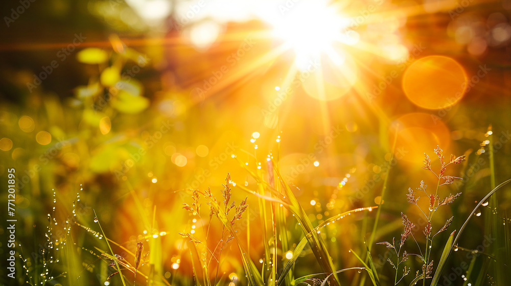 Serene Meadow with Vibrant Grass under Sun Flare - Bright Sunny ...
