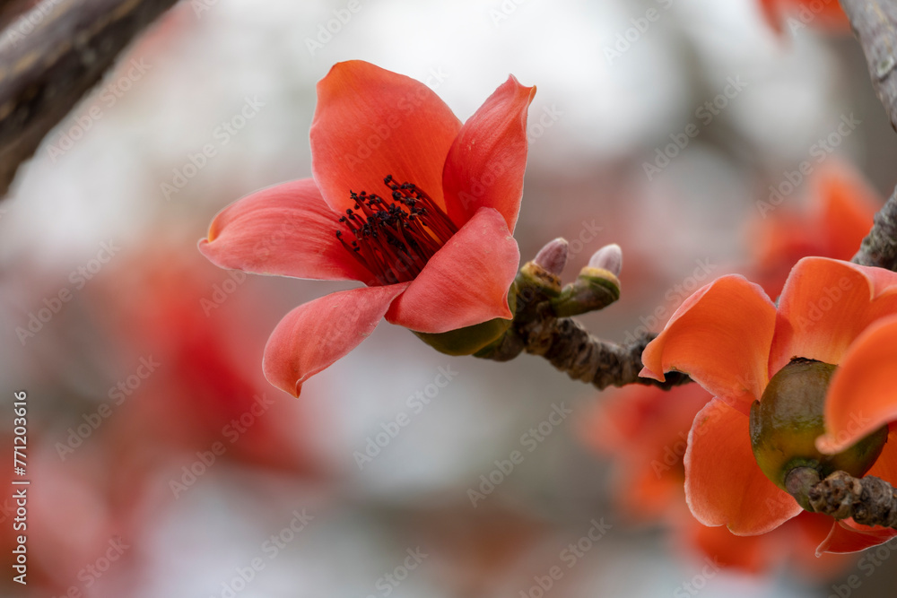 Red Cotton Tree Flower.Bombax ceiba, like other trees of the genus ...