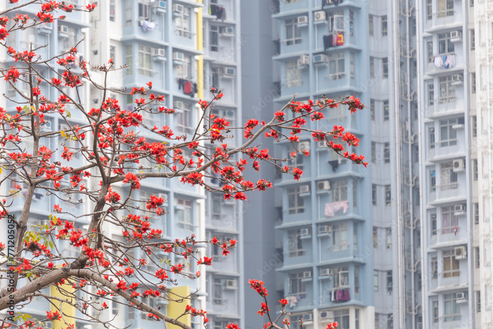 Red Cotton Tree Flower.Bombax ceiba, like other trees of the genus ...