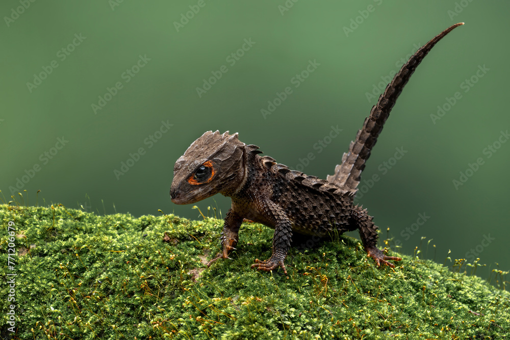 Red-eyed Crocodile Skink (Tribolonotus gracilis) endemic to Papua and ...