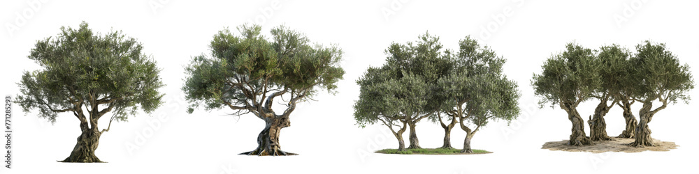 Olive tree png set collection in 3d transparent no background. Stock ...
