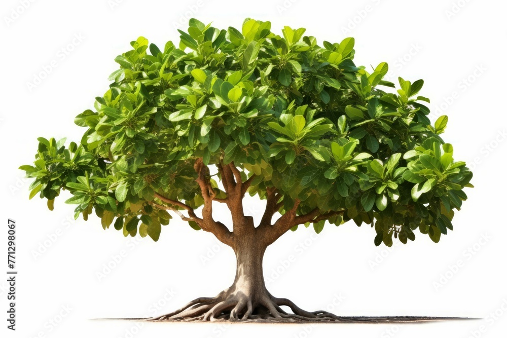 A ficus tree with its broad leaves and thick trunk, standing in a ...
