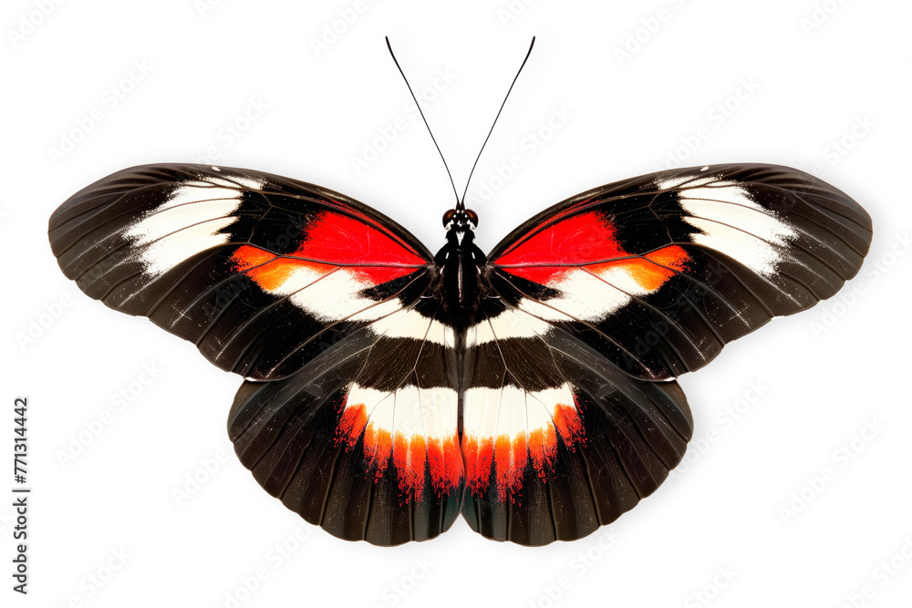 Beautiful Doris Longwing or Double-banded Postman butterfly isolated on ...
