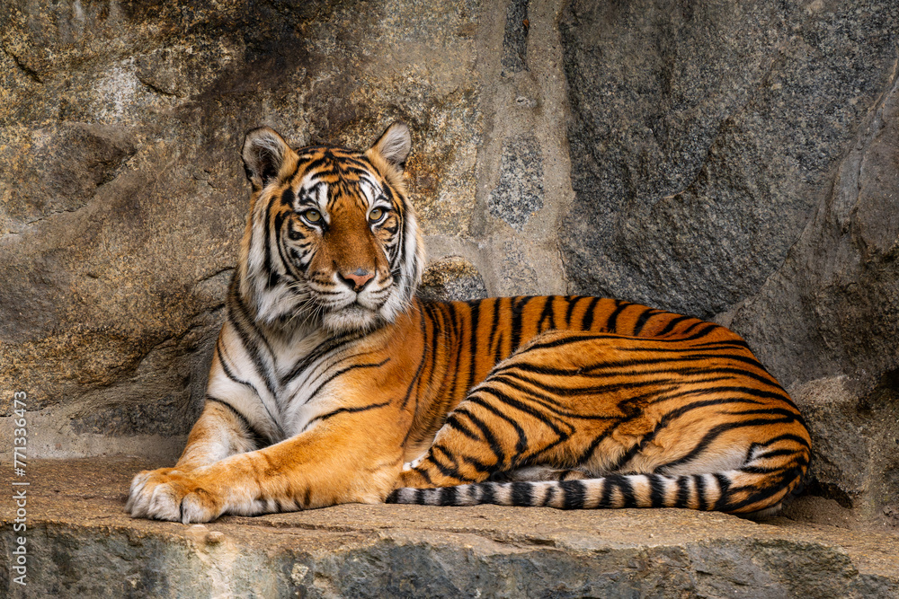 Sumatran Tiger - Panthera Tigris sumatrae, beautiful colored large cat ...
