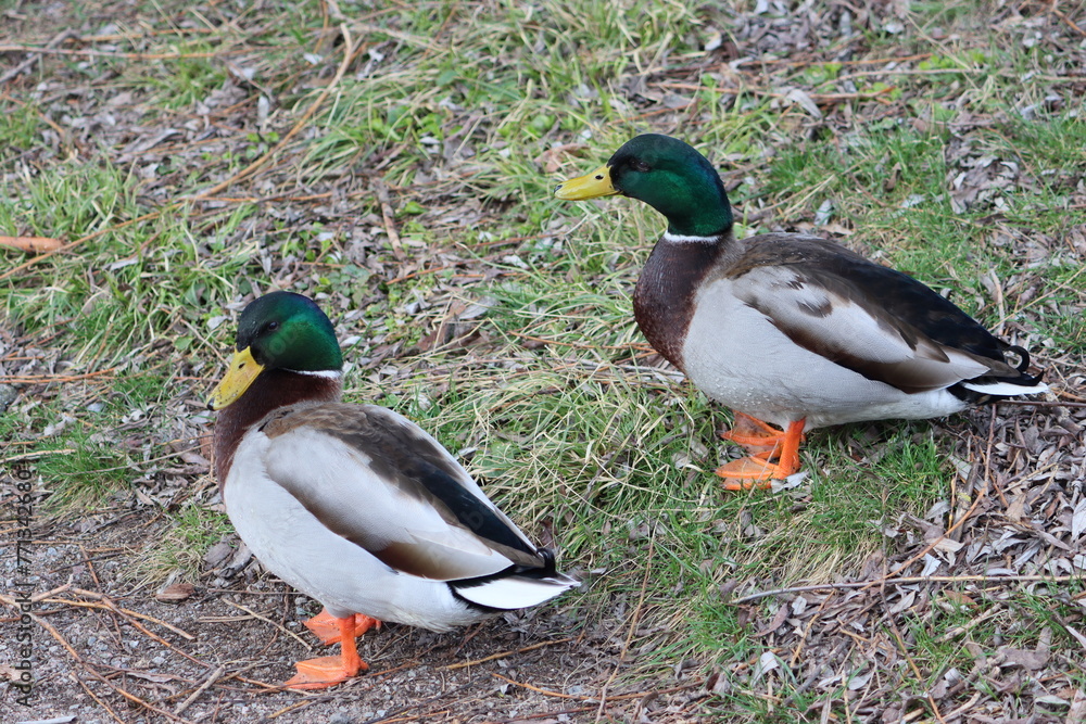 Sweden. The mallard or wild duck (Anas platyrhynchos) is a dabbling ...