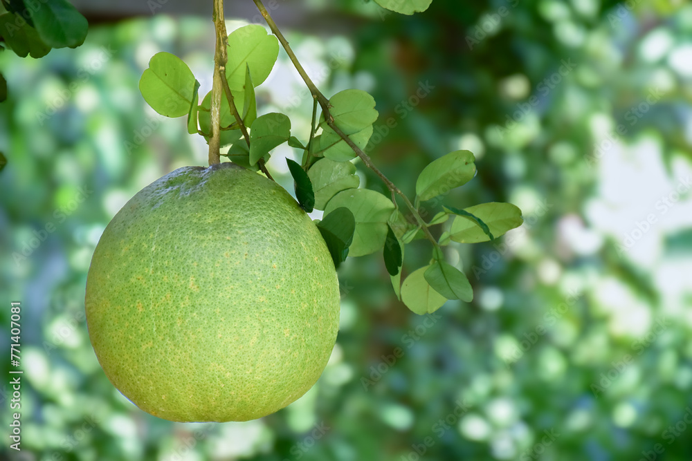 Asian pomelo fruit hanging on branches and tree. It has a sweet and ...