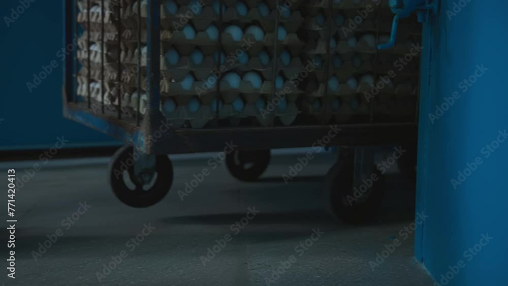 Moving the steel cart full of chicken eggs trays produced at the layer ...