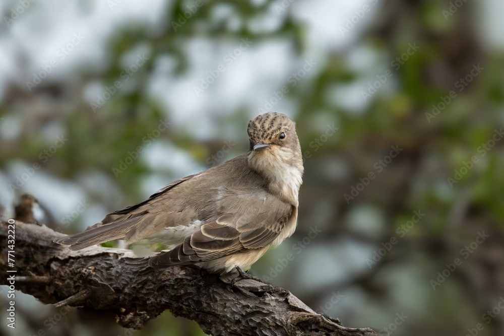 Spotted flycatcher (Europese vlieëvanger) (Muscicapa striata) near the ...