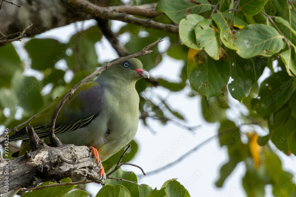 African Green Pigeon (Papegaaiduif) (Treron Calvus) seen in Nylsvley ...