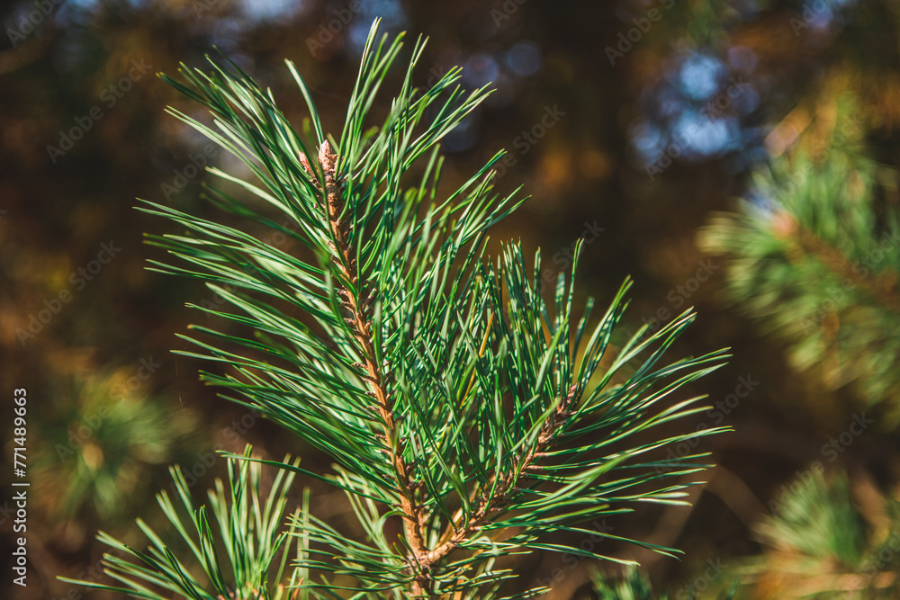 Pinus nigra, the Austrian pine or black pine, is a species of pine ...