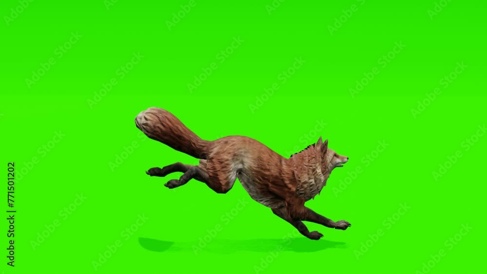 Seamless loop: Dynamic footage of a swift fox running gracefully ...