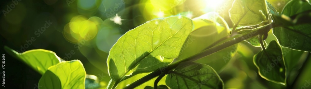Photosynthesis process, visualizing light energy being converted into ...