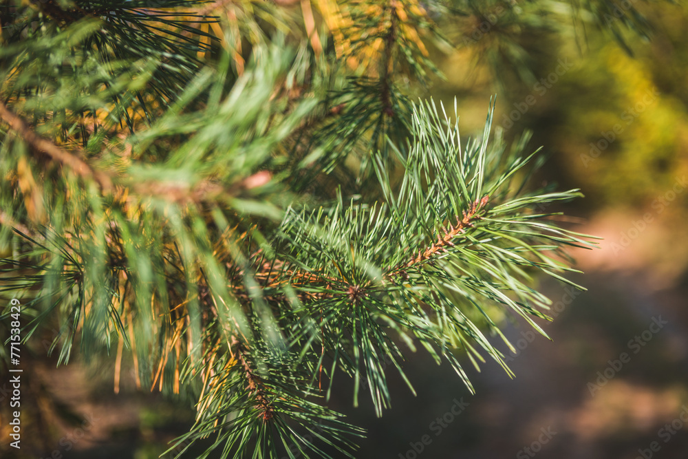 Pinus nigra, the Austrian pine or black pine, is a species of pine ...