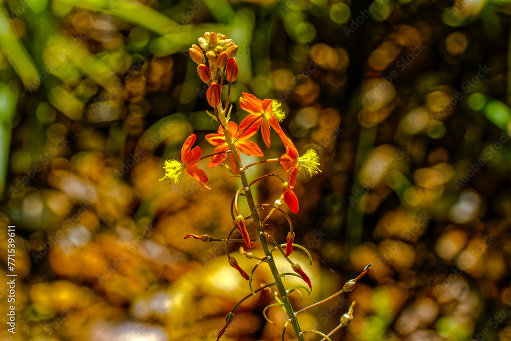 Tiny orange and yellow Bulbine frutescens wildflowers with delicate ...