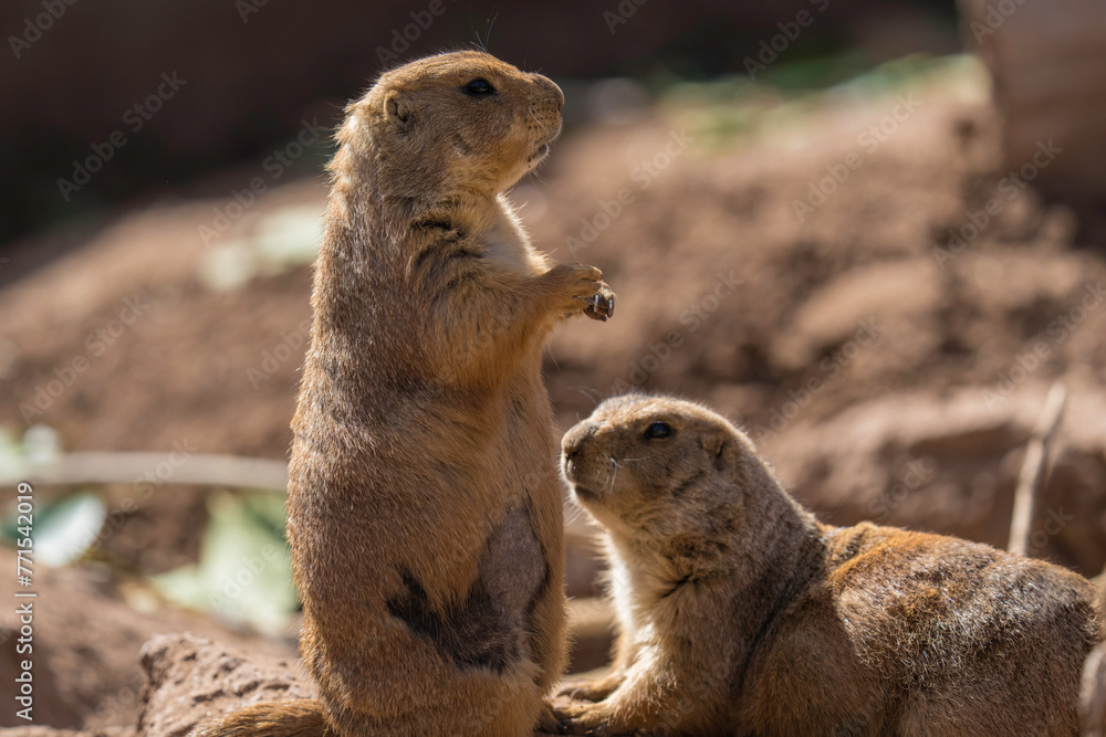 This image shows a prairie dog sitting upright on it's hind legs and ...