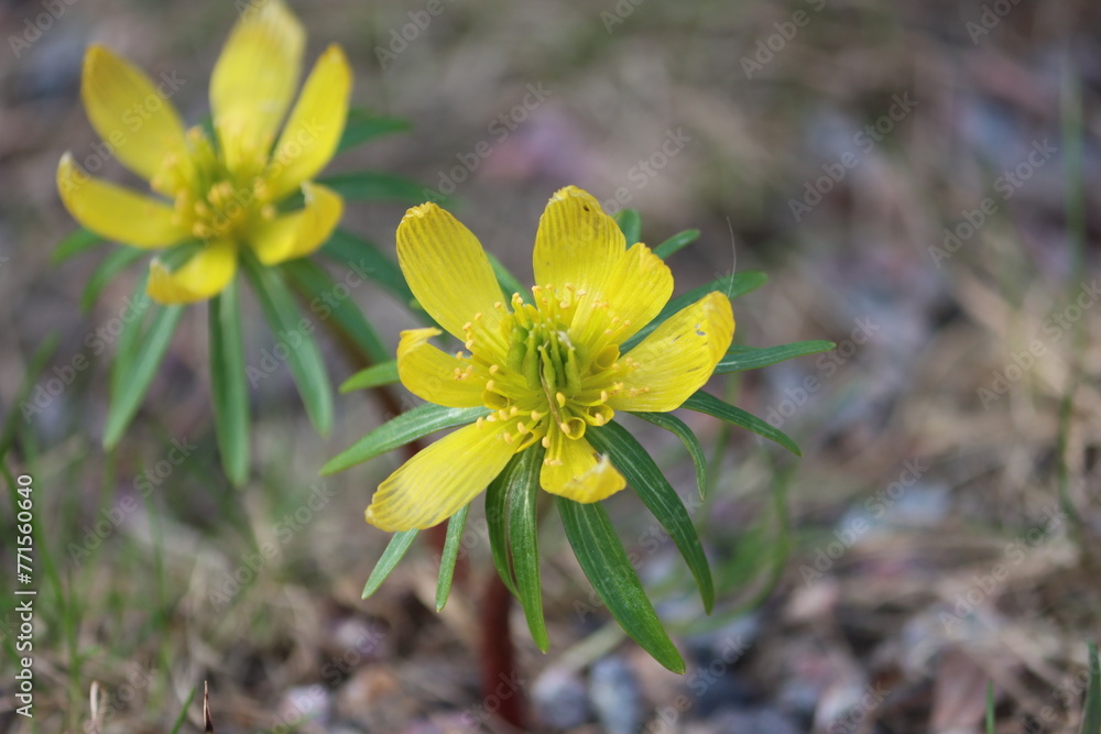 Sweden. Eranthis hyemalis, the winter aconite, is a species of ...