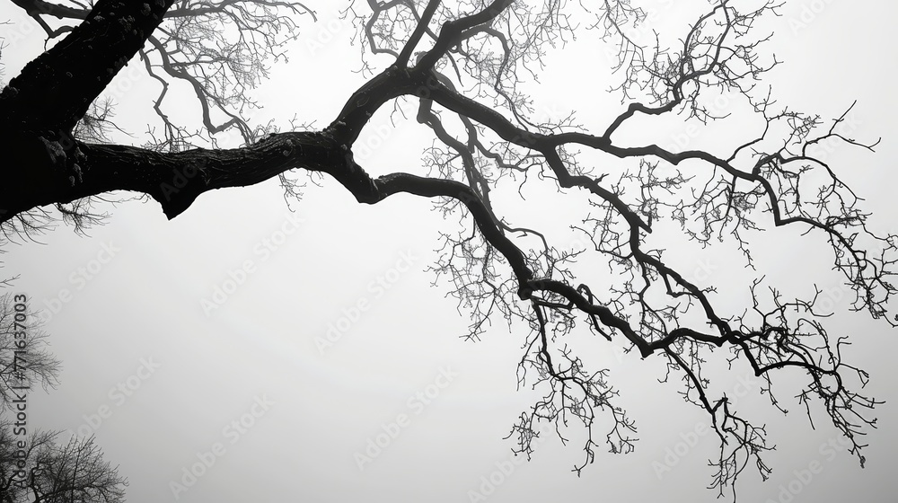 A tree branch is shown in a black and white photo. The photo has a ...