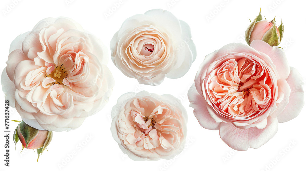 English Rose Collection: David Austin Rose Varieties in 3D Digital Art ...
