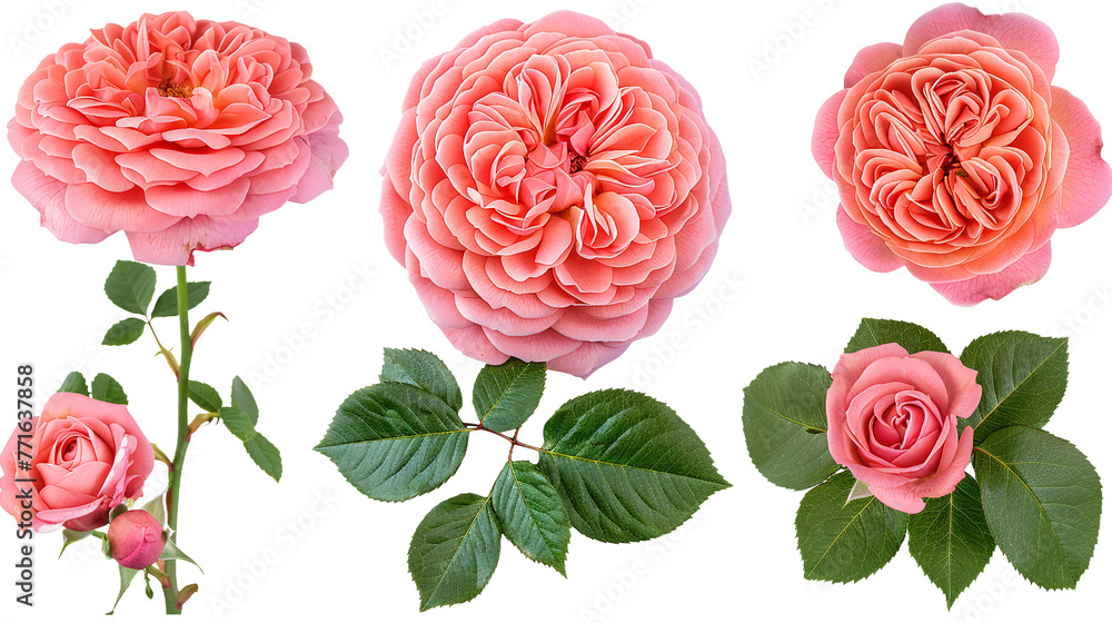 English Rose Collection: David Austin Rose Varieties in 3D Digital Art ...