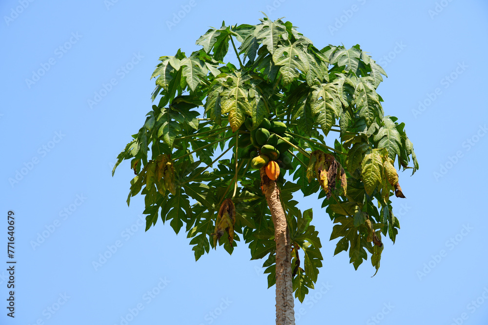 Papaya tree in the Huay Pu Keng long-neck Kayan village in the Mae Hong ...