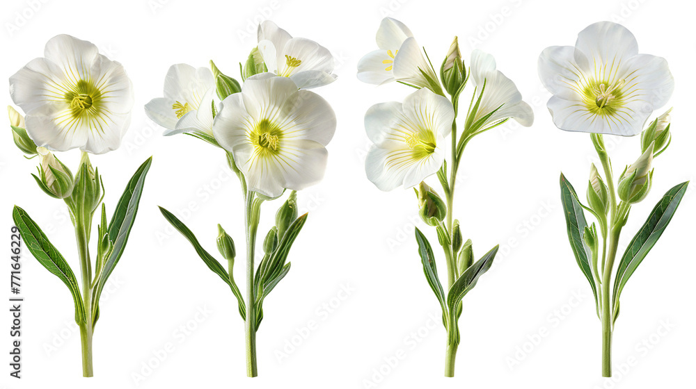 Evening primrose botanical illustration in 3D digital art, isolated on ...