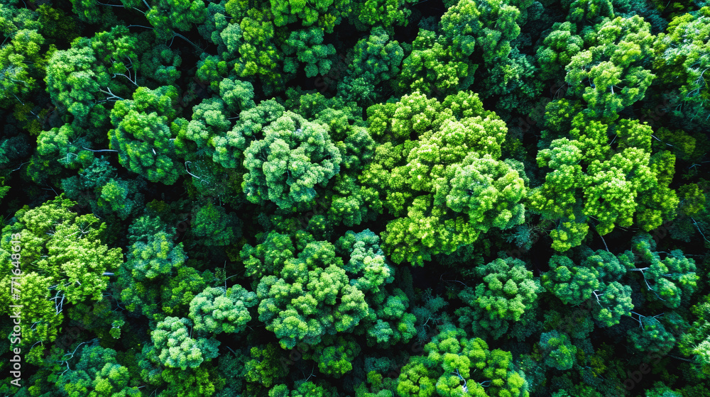 Aerial top view of green trees in forest. Drone view of dense green ...